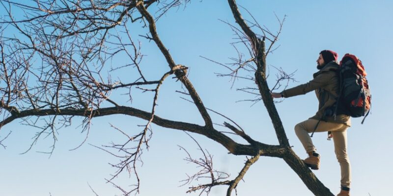 Tree Restoration Techniques That Improve Longevity - Easy Fresh Home ...